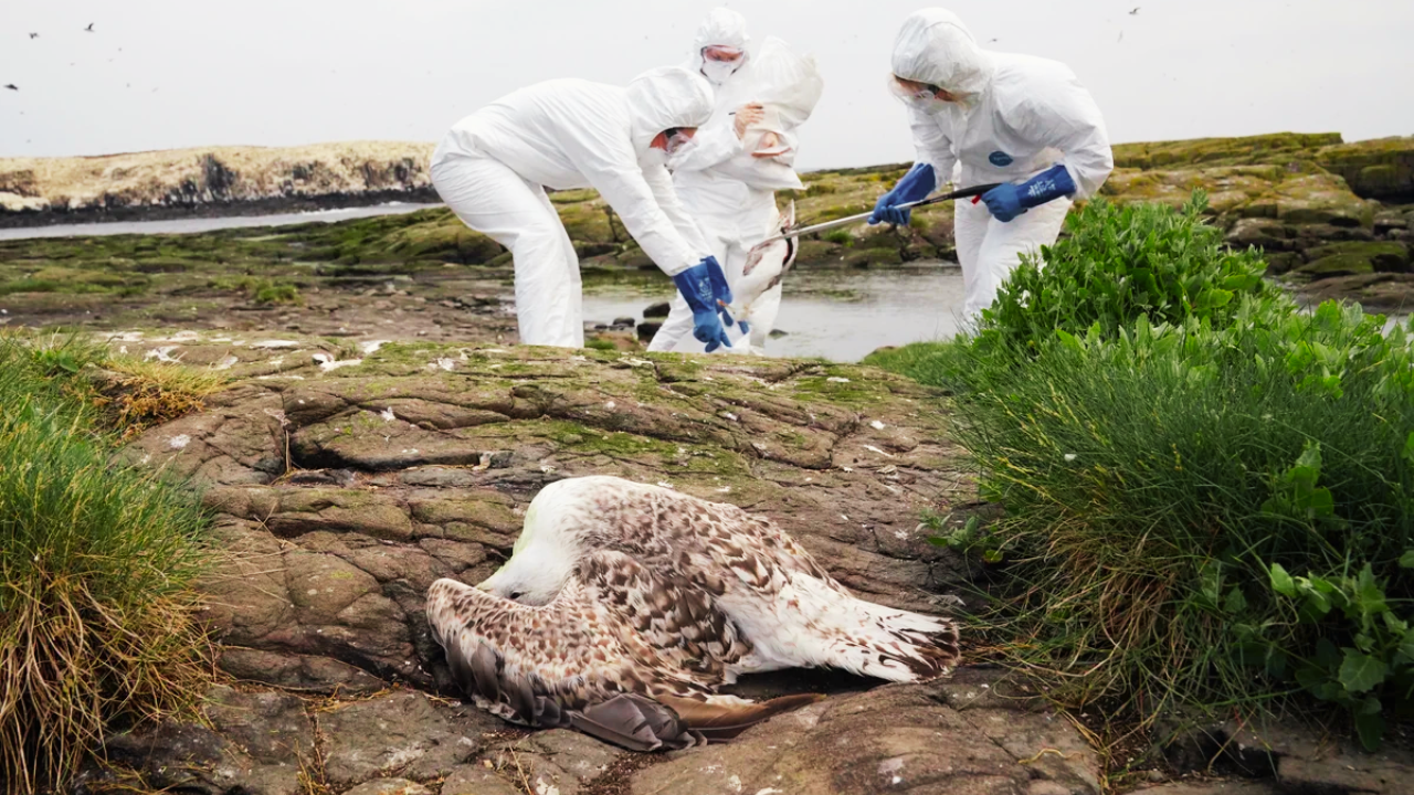 Bird Movement Resumes in North-East Victoria After Avian Influenza ...