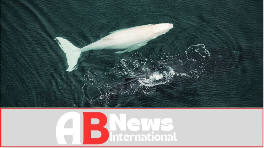 Why Are White Whales So Rare? - AB News International