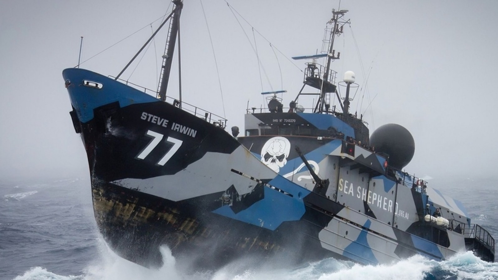 Legendary Anti‑Whaling Ship Steve Irwin Set to Sail Again After $10 ...